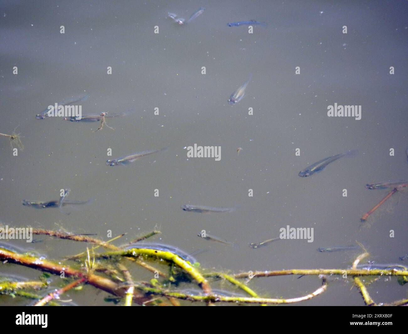 Western Mosquitofish (Gambusia affinis) Actinopterygii Stock Photo - Alamy