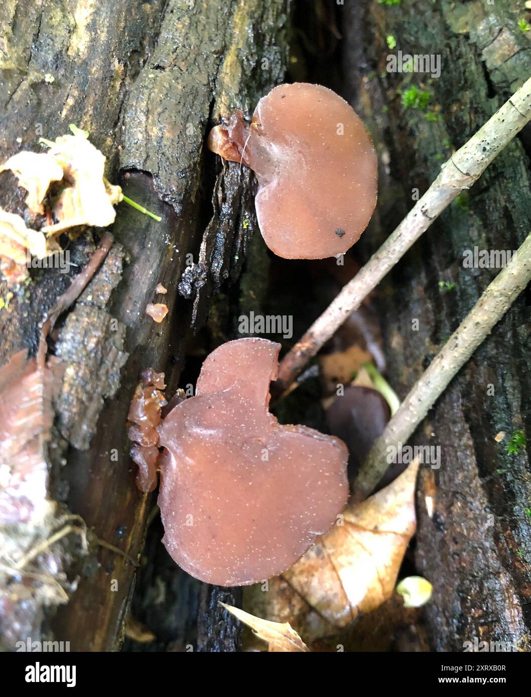 Wood ear fungi (Auricularia) Fungi Stock Photo - Alamy