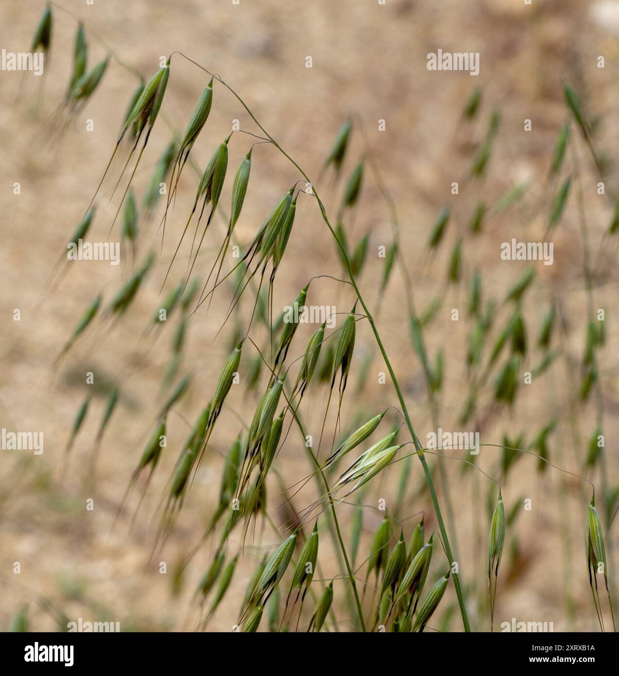 wild oat (Avena fatua) Plantae Stock Photo - Alamy