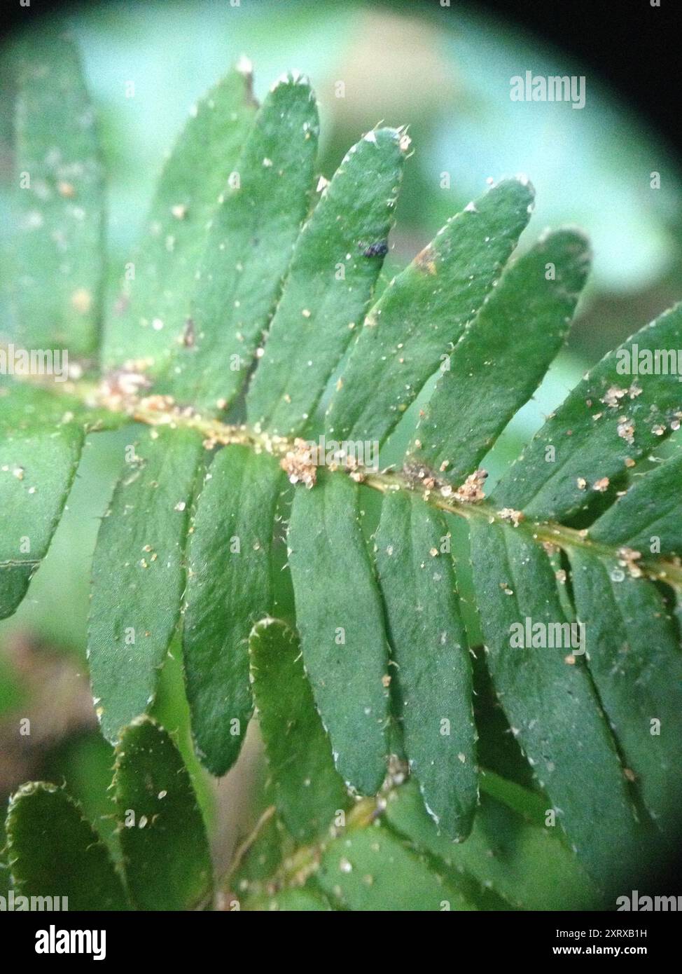 ferns (Polypodiopsida) Plantae Stock Photo - Alamy