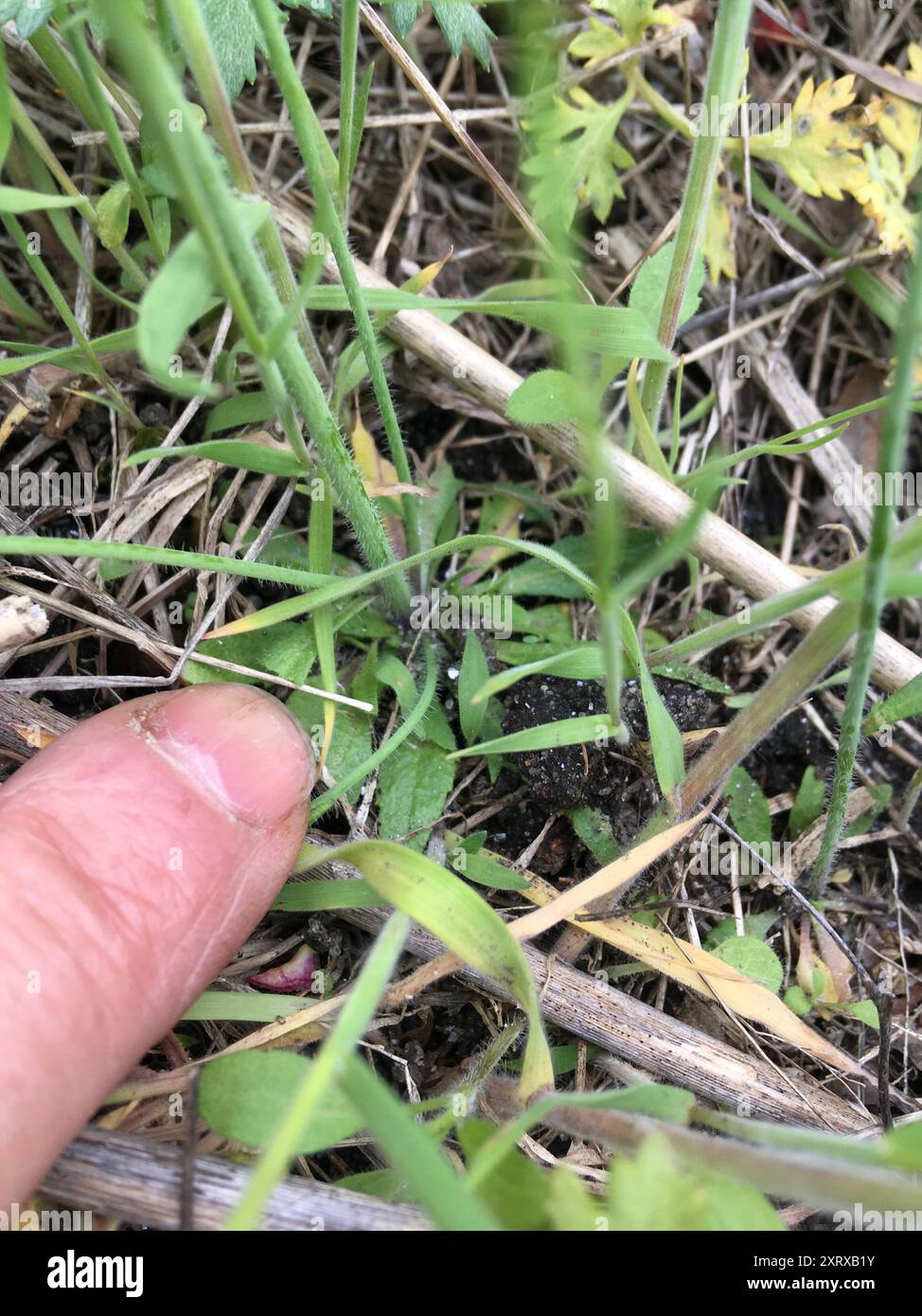 mouse-ear cress (Arabidopsis thaliana) Plantae Stock Photo - Alamy