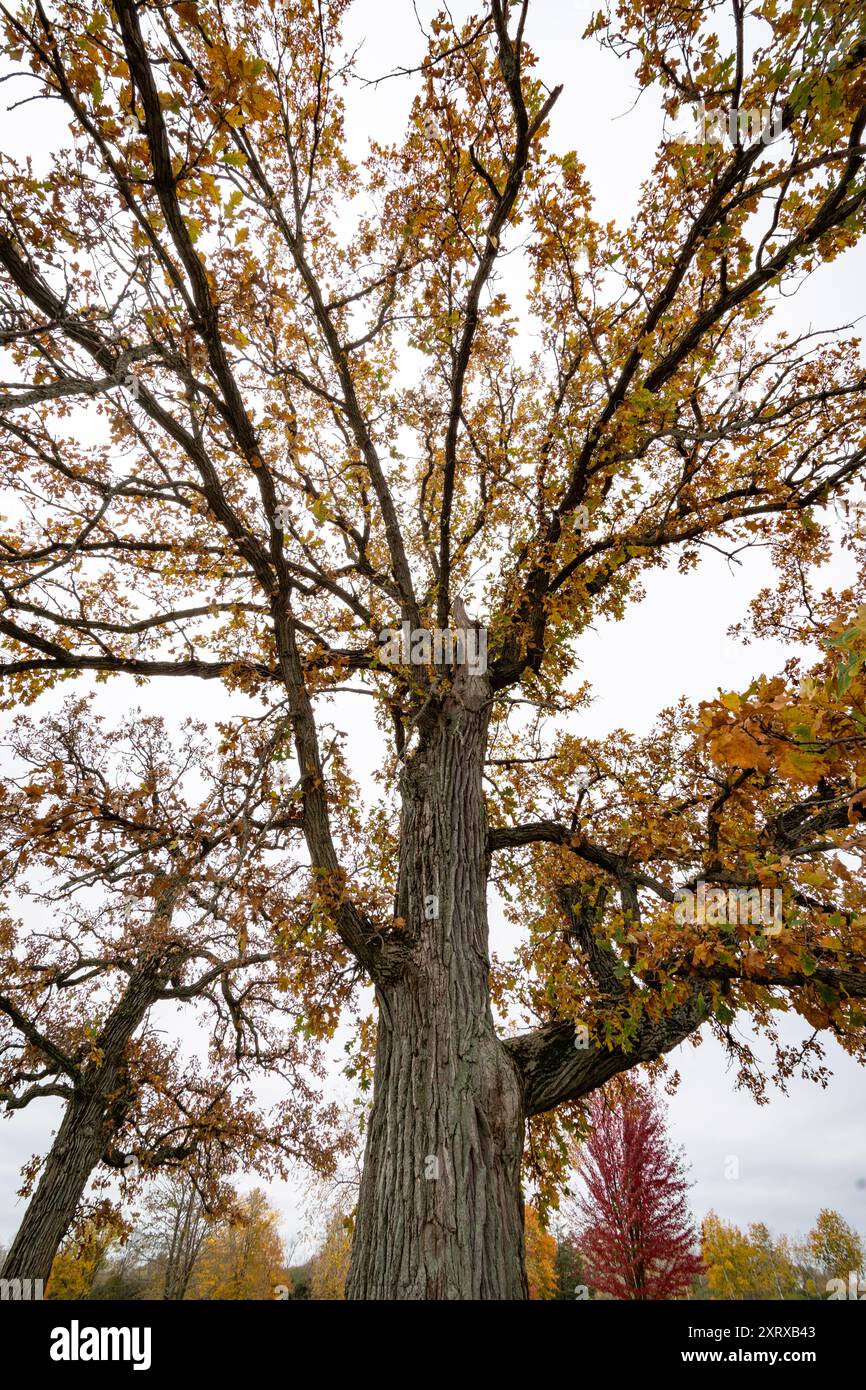 Looking up into an oak tree with its fall foliage Stock Photo - Alamy