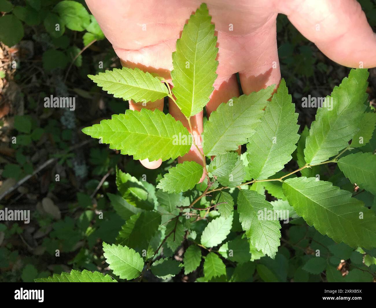 Cedar Elm (Ulmus crassifolia) Plantae Stock Photo - Alamy