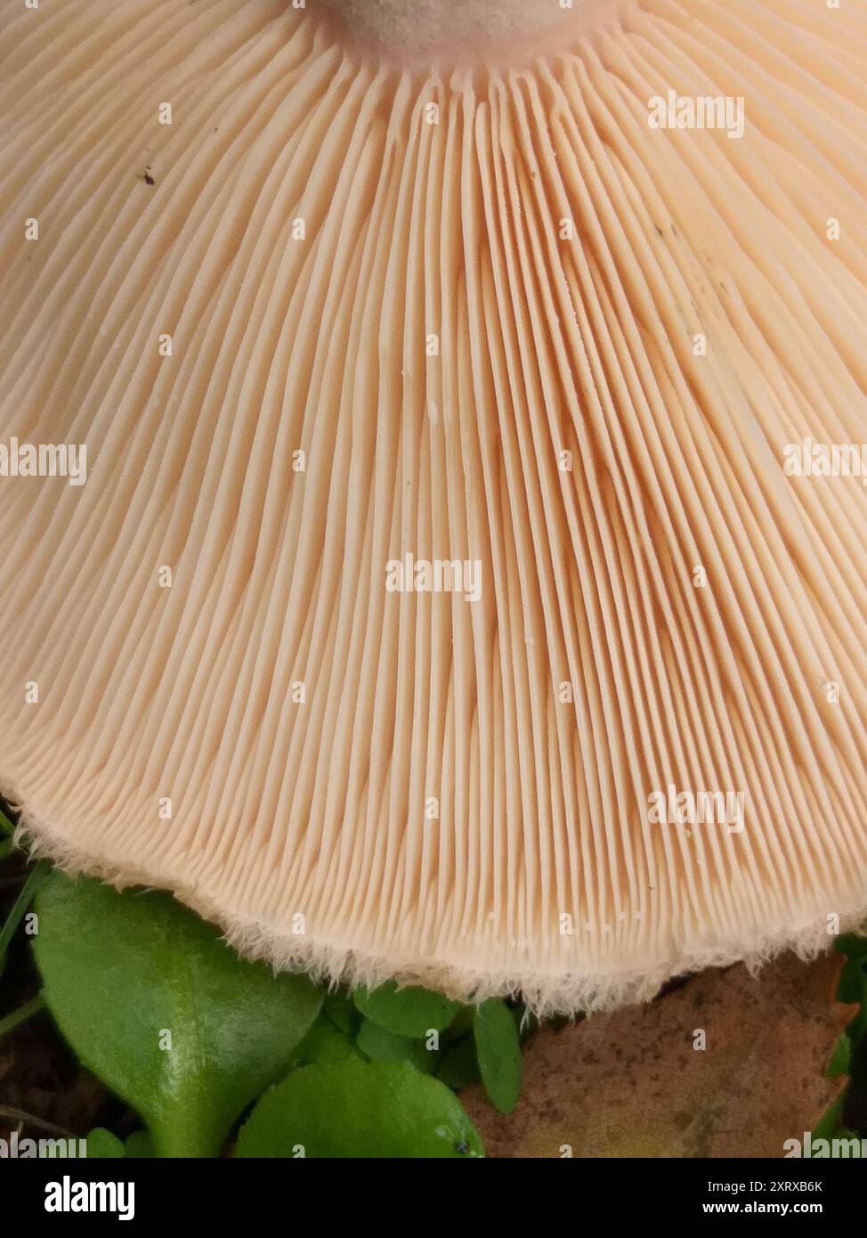 Downy milk cap (Lactarius pubescens) Fungi Stock Photo - Alamy