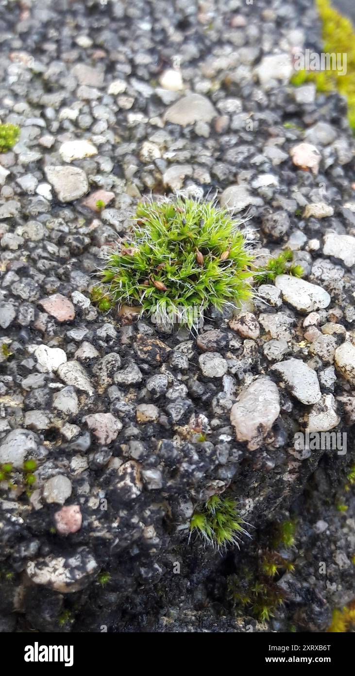 joint-toothed mosses (Bryopsida) Plantae Stock Photo - Alamy