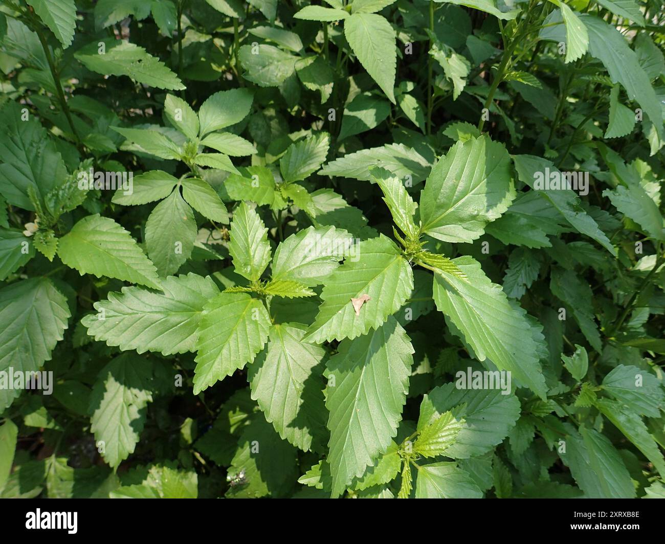 three-lobe false mallow (Malvastrum coromandelianum) Plantae Stock ...