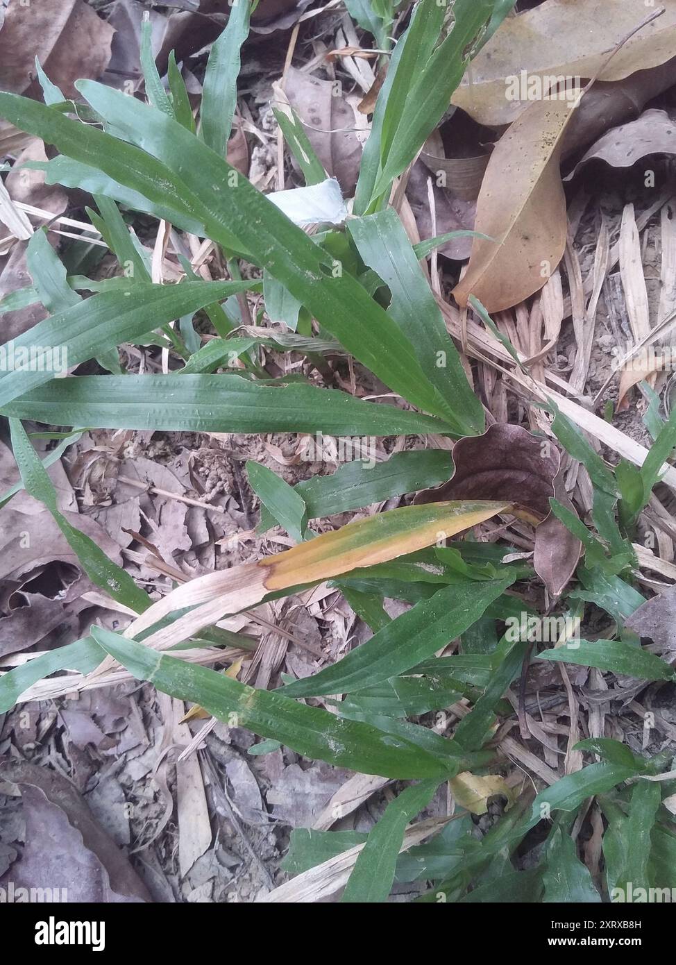 broadleaf carpetgrass (Axonopus compressus) Plantae Stock Photo - Alamy