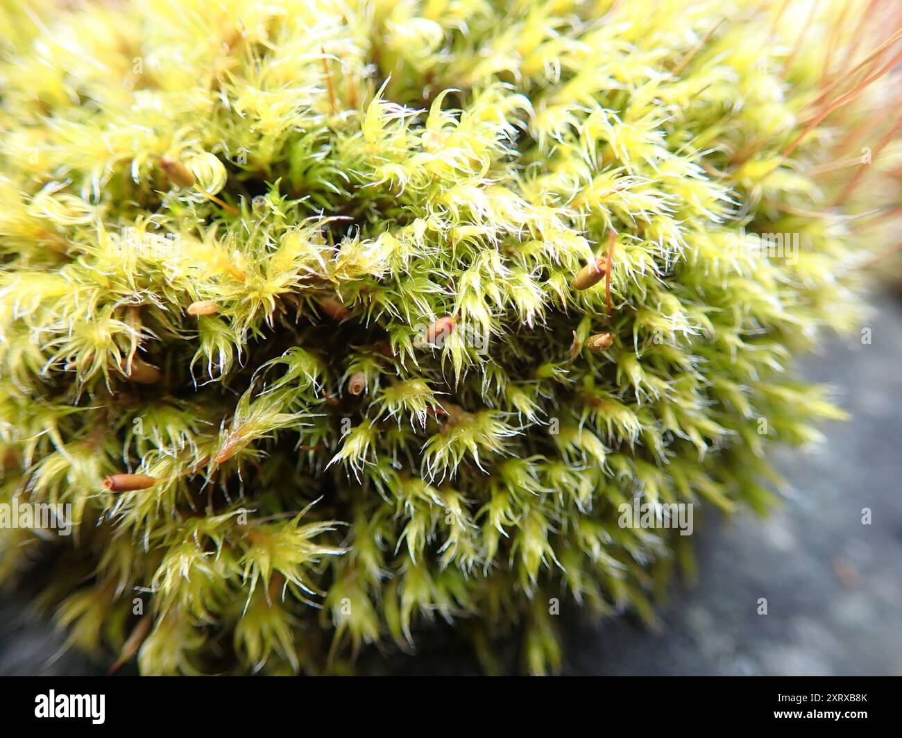 Yellow-green Rock Moss (Racomitrium heterostichum) Plantae Stock Photo ...