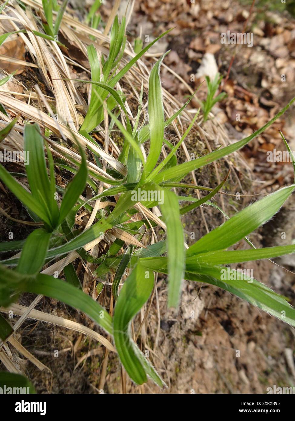 Hairy Woodrush (Luzula pilosa) Plantae Stock Photo - Alamy