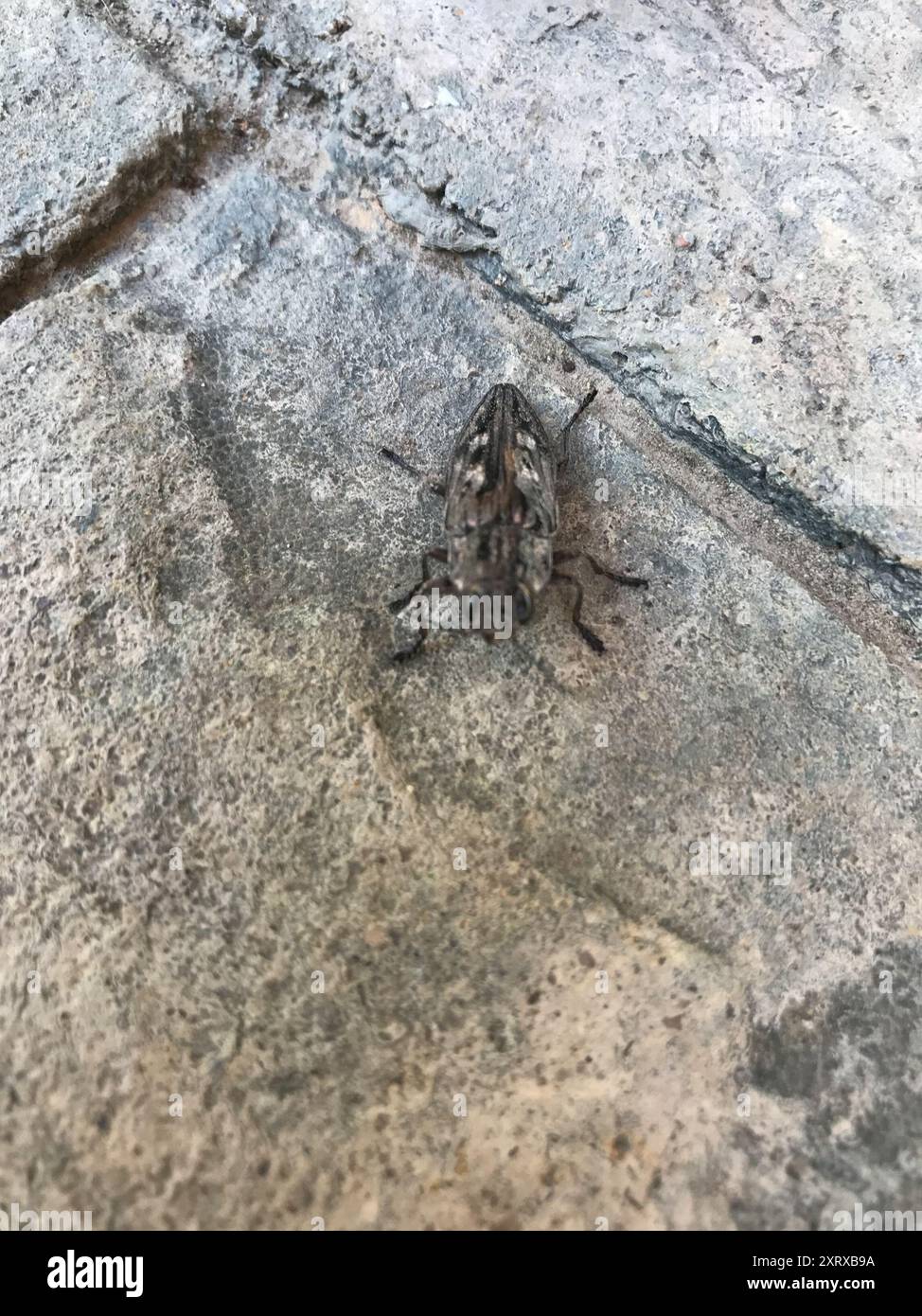 Sculptured Pine Borer (Chalcophora virginiensis) Insecta Stock Photo ...