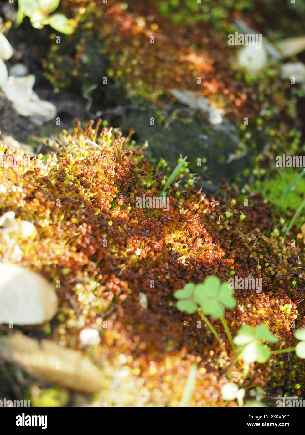 common bladder moss (Physcomitrium pyriforme) Plantae Stock Photo - Alamy