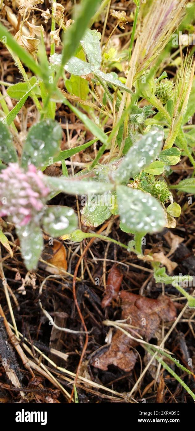 Rose Clover (Trifolium hirtum) Plantae Stock Photo - Alamy