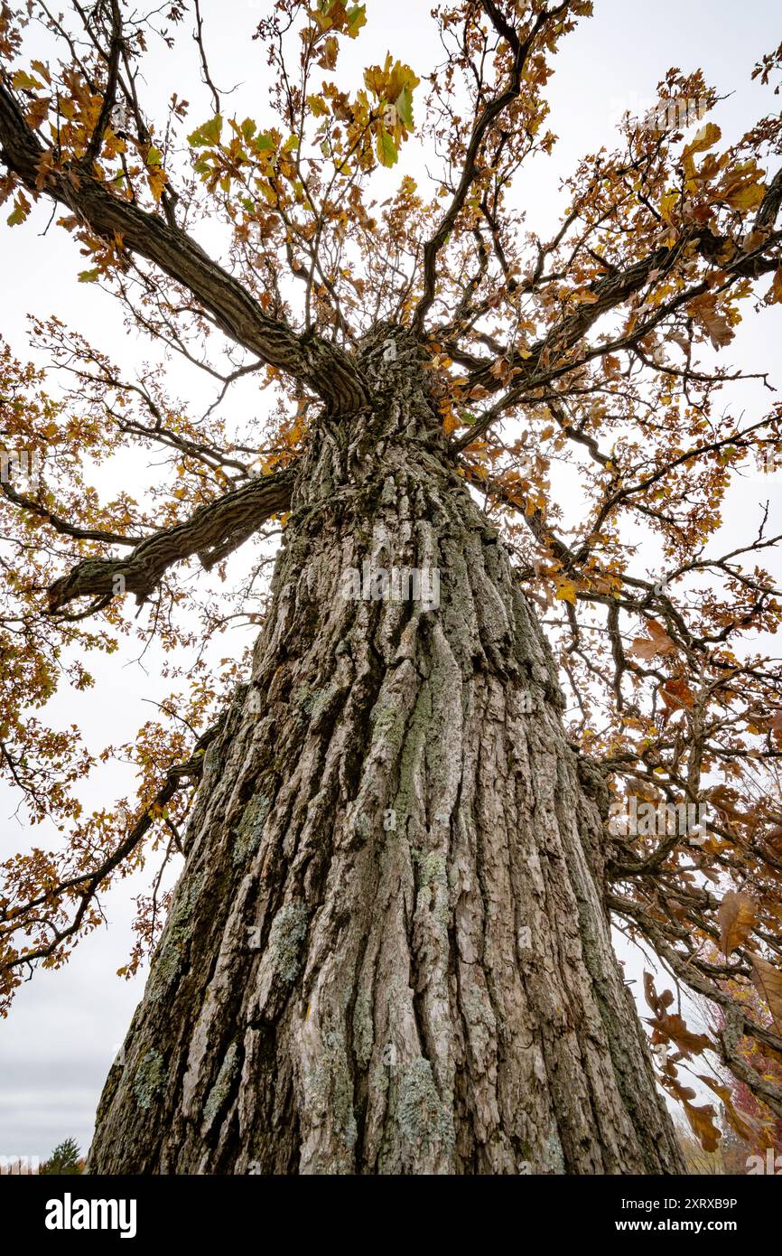 Looking up into an oak tree with its fall foliage Stock Photo - Alamy