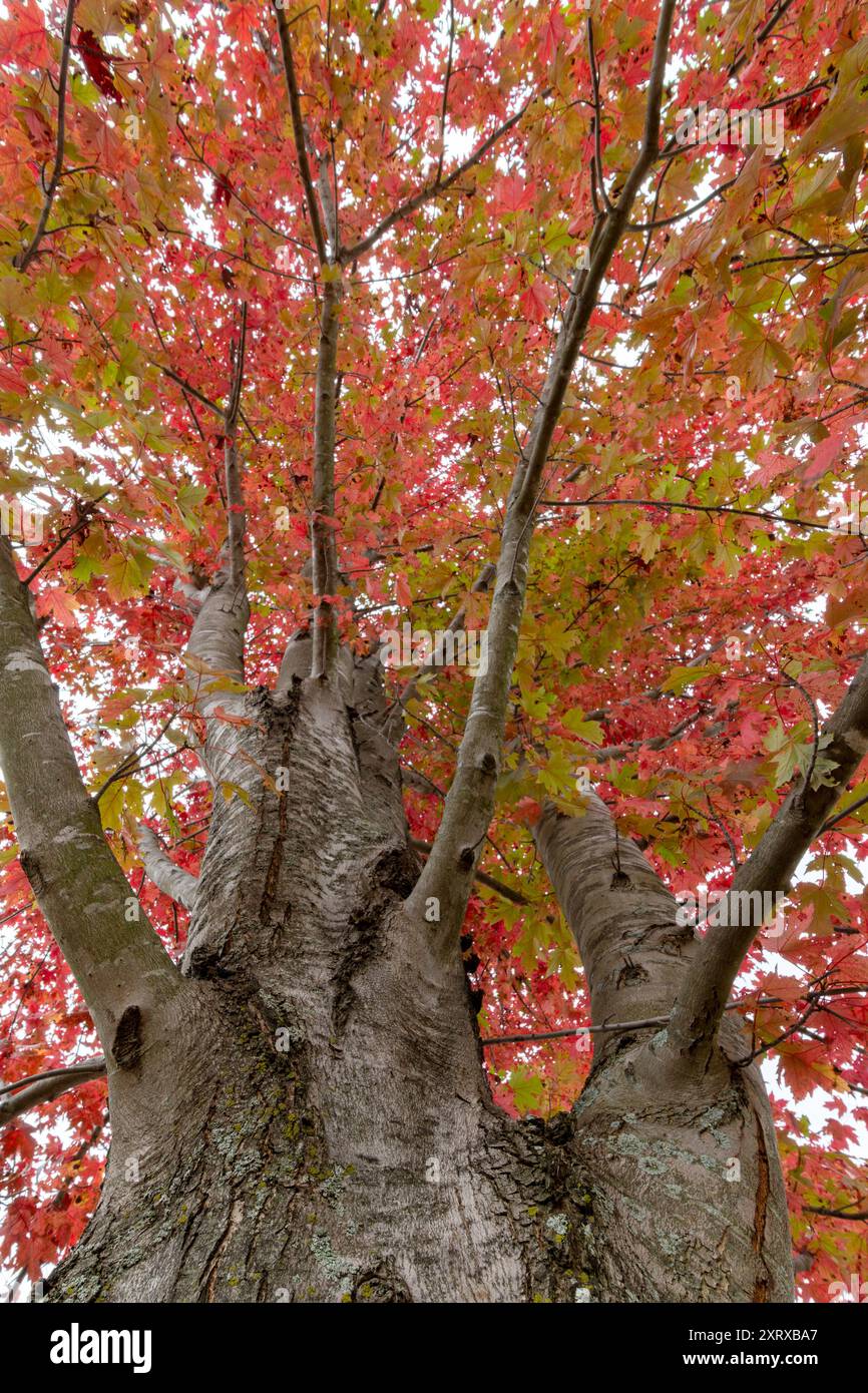 Looking up into an maple tree with its fall foliage Stock Photo - Alamy