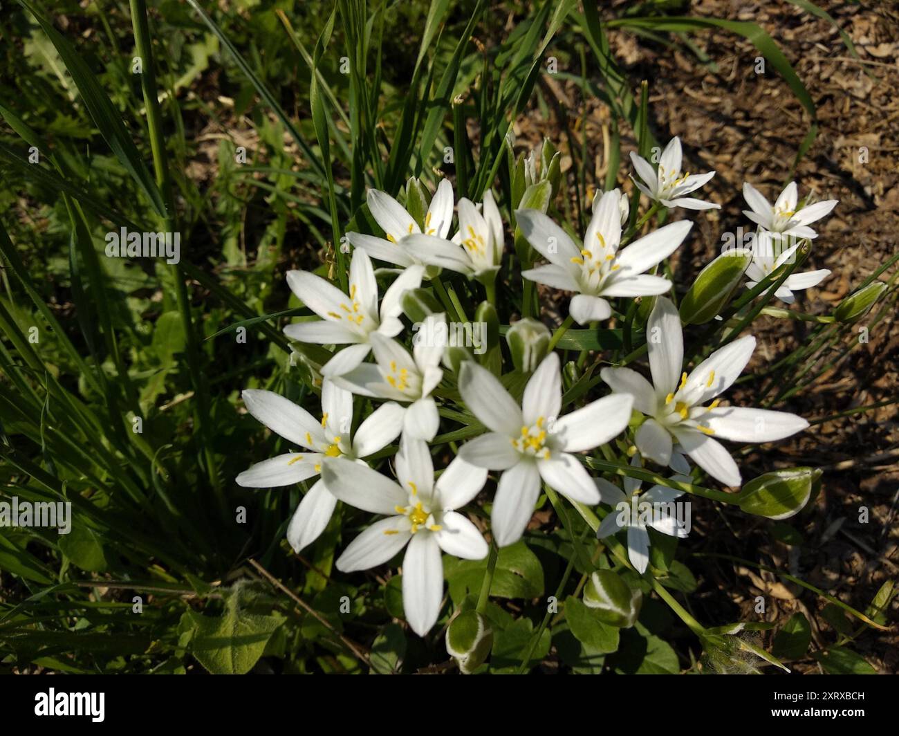 common star-of-Bethlehem (Ornithogalum umbellatum) Plantae Stock Photo ...