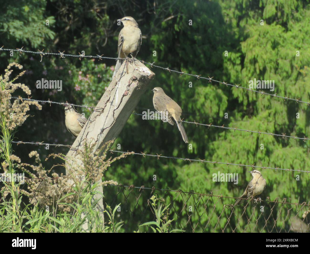 Chalk-browed Mockingbird (Mimus saturninus) Aves Stock Photo - Alamy