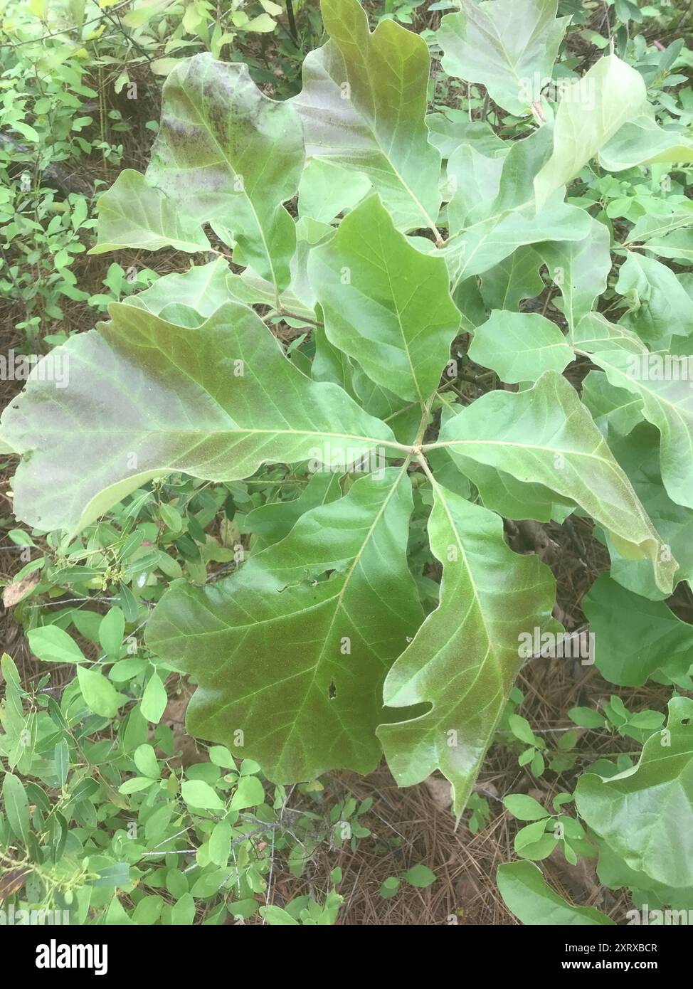 black oak (Quercus velutina) Plantae Stock Photo - Alamy