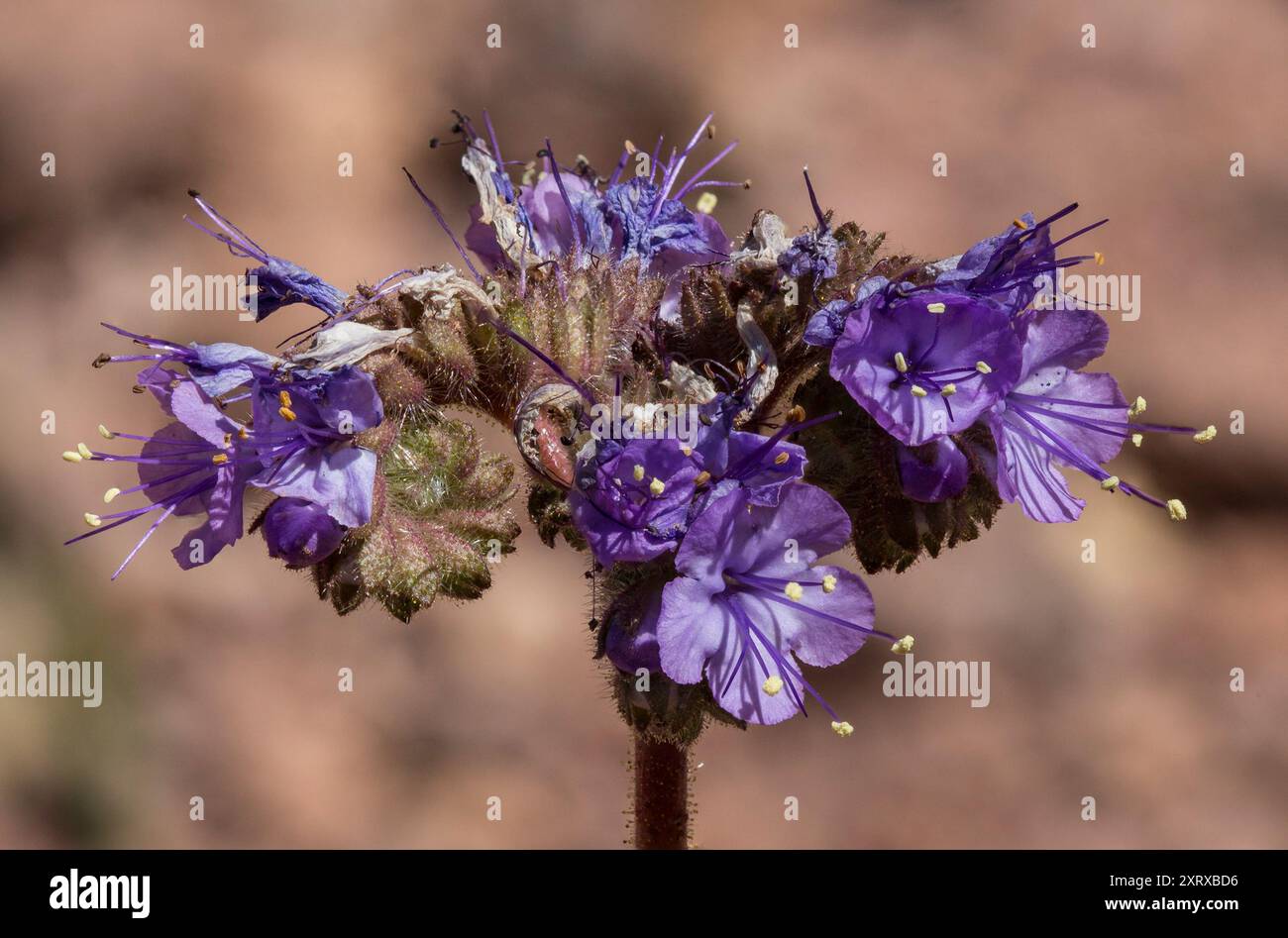 Notch-leaf Scorpionweed (Phacelia crenulata) Plantae Stock Photo - Alamy