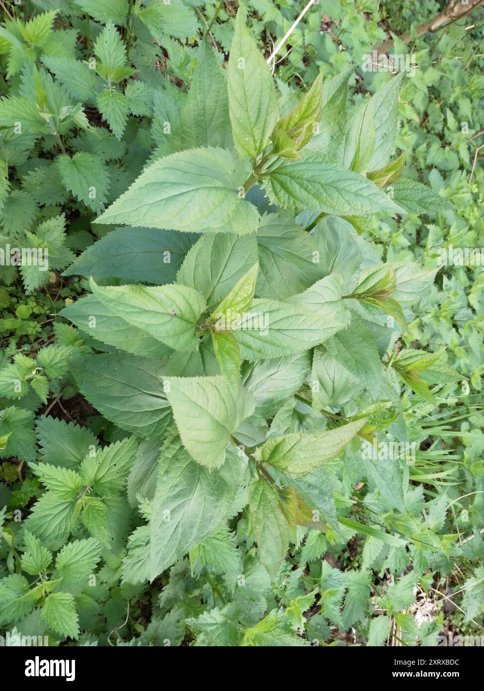 Common Figwort (Scrophularia nodosa) Plantae Stock Photo - Alamy