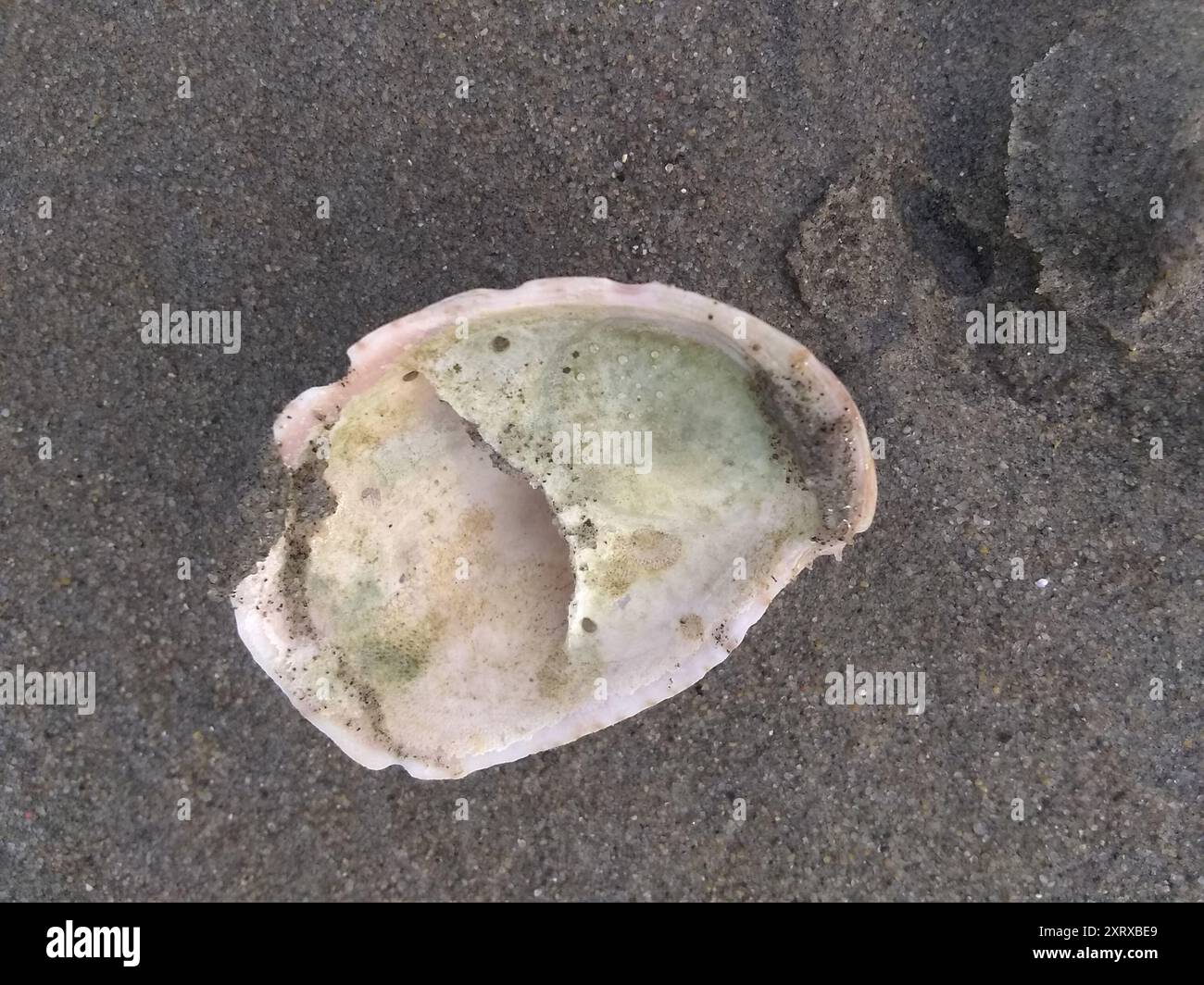 Common Atlantic Slippersnail (Crepidula fornicata) Mollusca Stock Photo ...