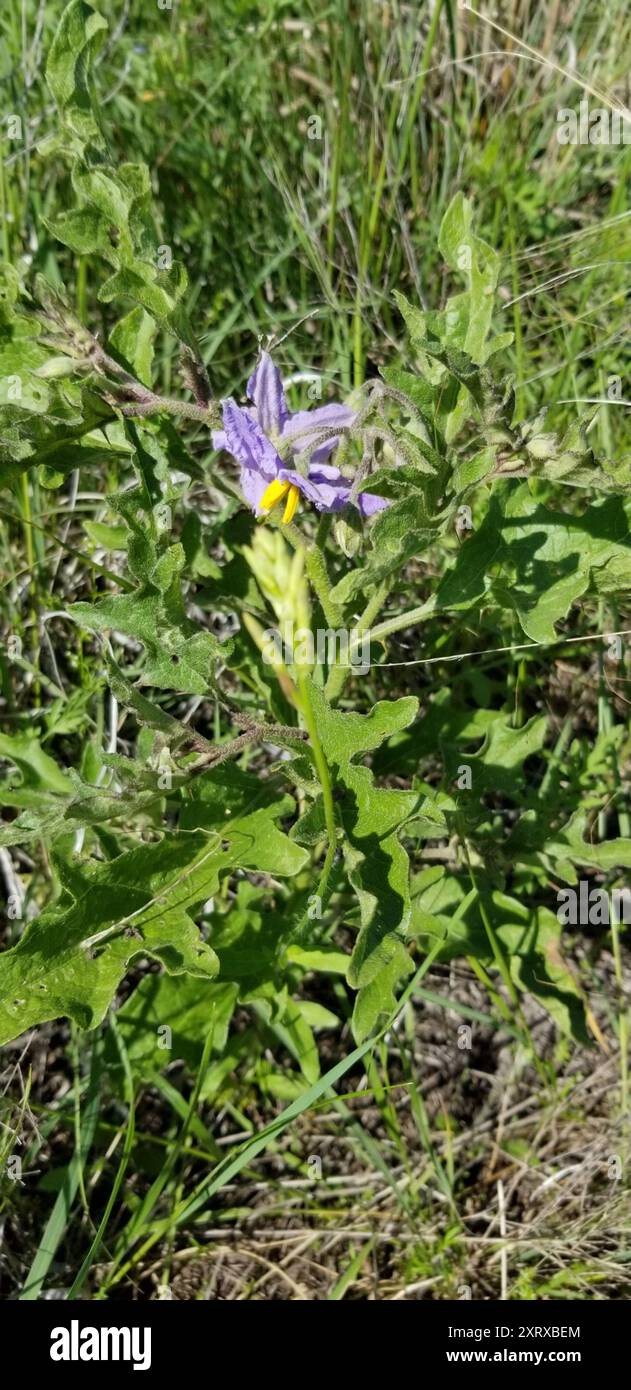 western horsenettle (Solanum dimidiatum) Plantae Stock Photo - Alamy