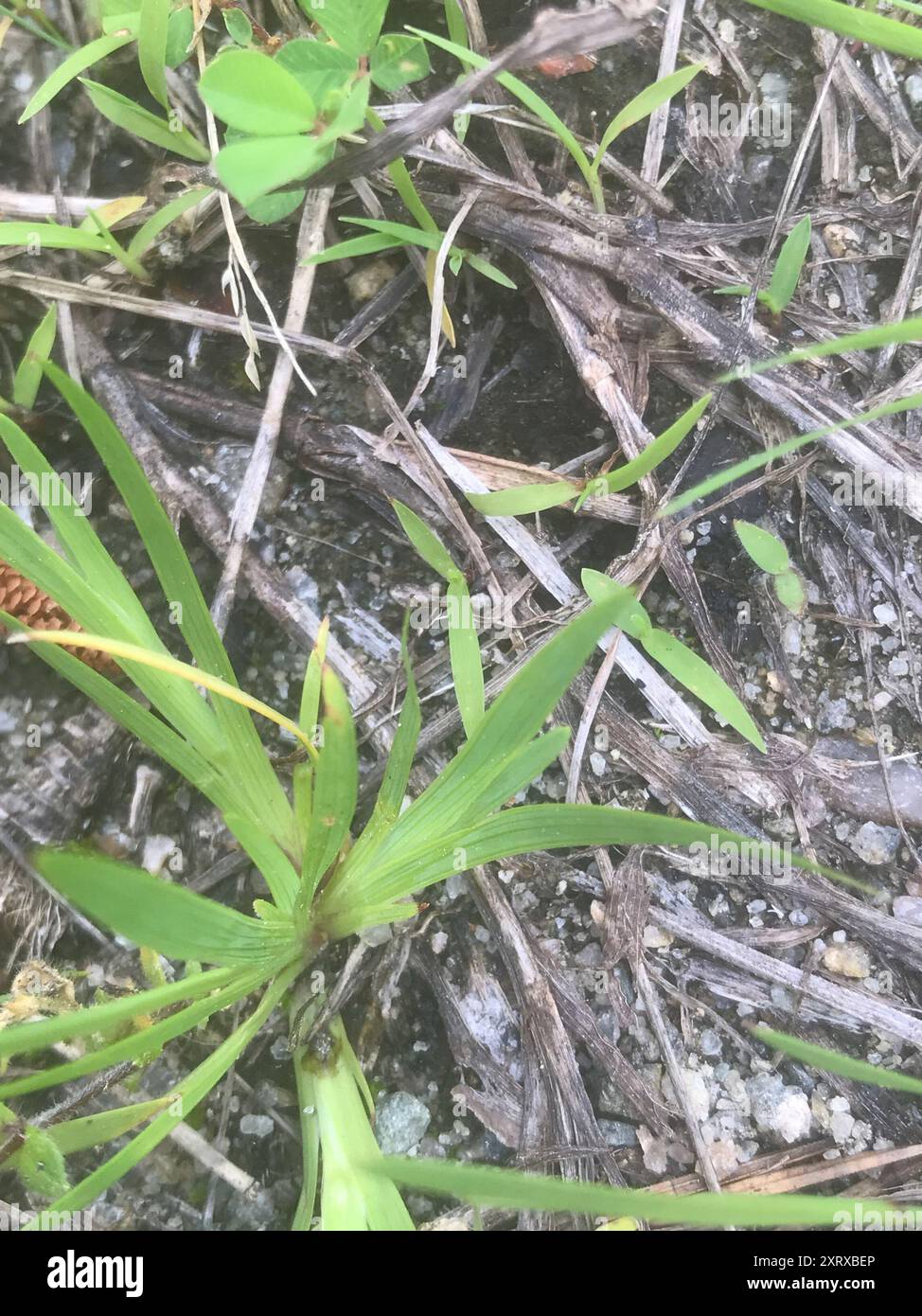 Blue Pigroot (Sisyrinchium micranthum) Plantae Stock Photo - Alamy