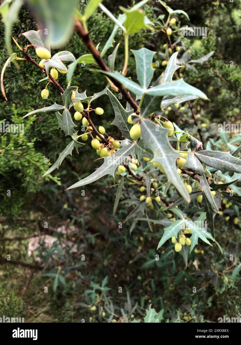 Agarita (Berberis trifoliolata) Plantae Stock Photo - Alamy