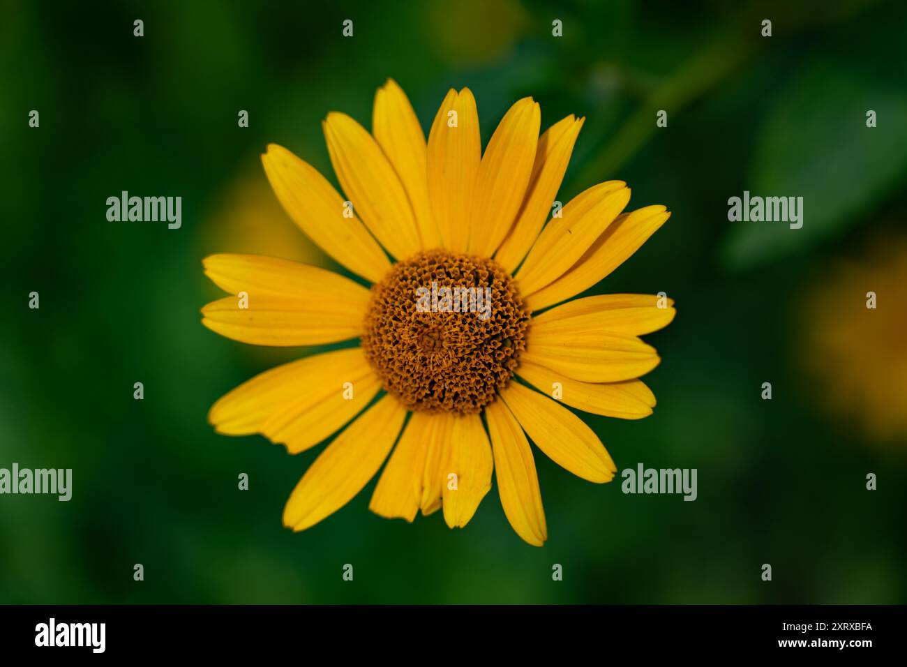 False sunflowers hi-res stock photography and images - Alamy
