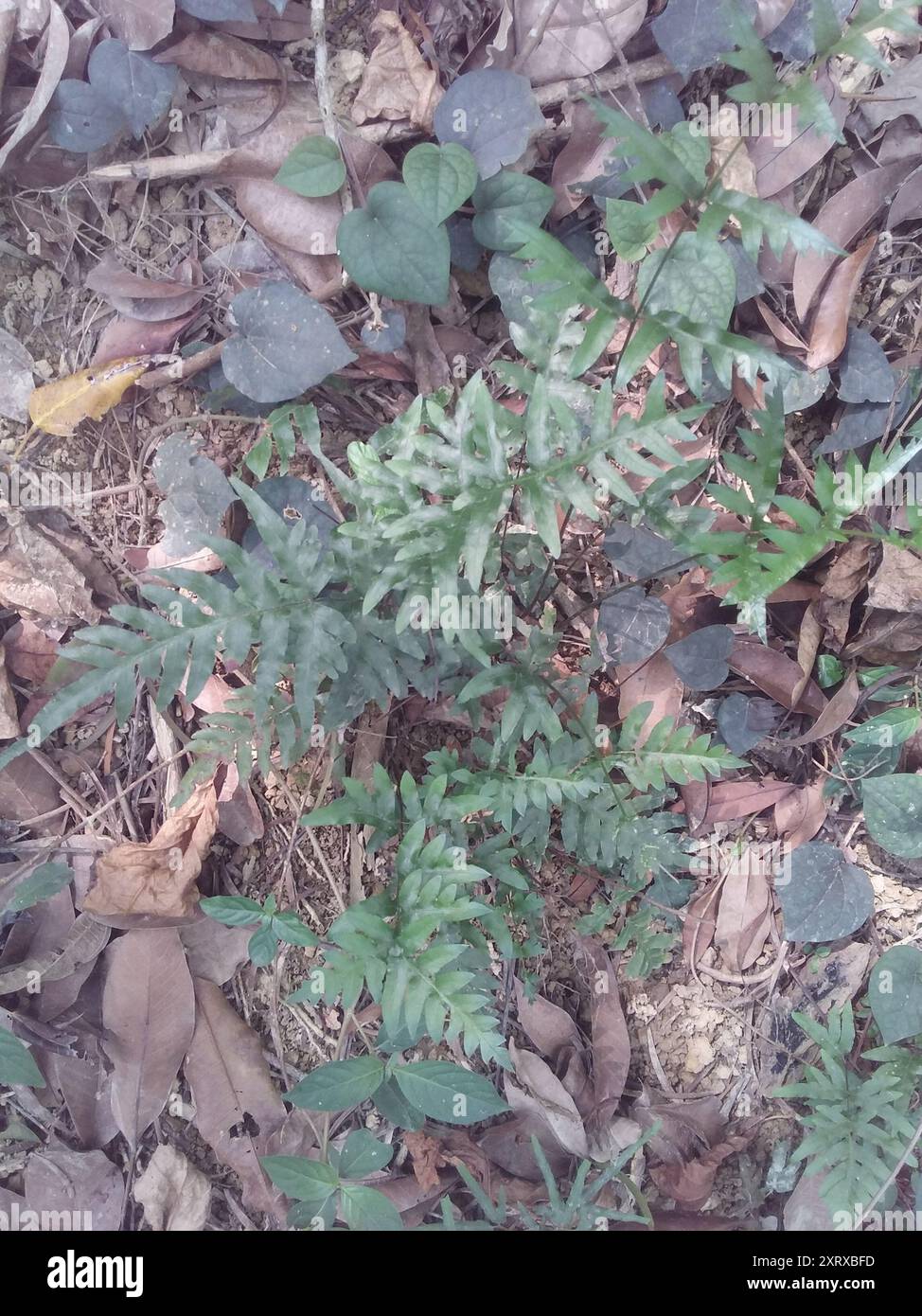 Semi-pinnated Brake (Pteris semipinnata) Plantae Stock Photo - Alamy