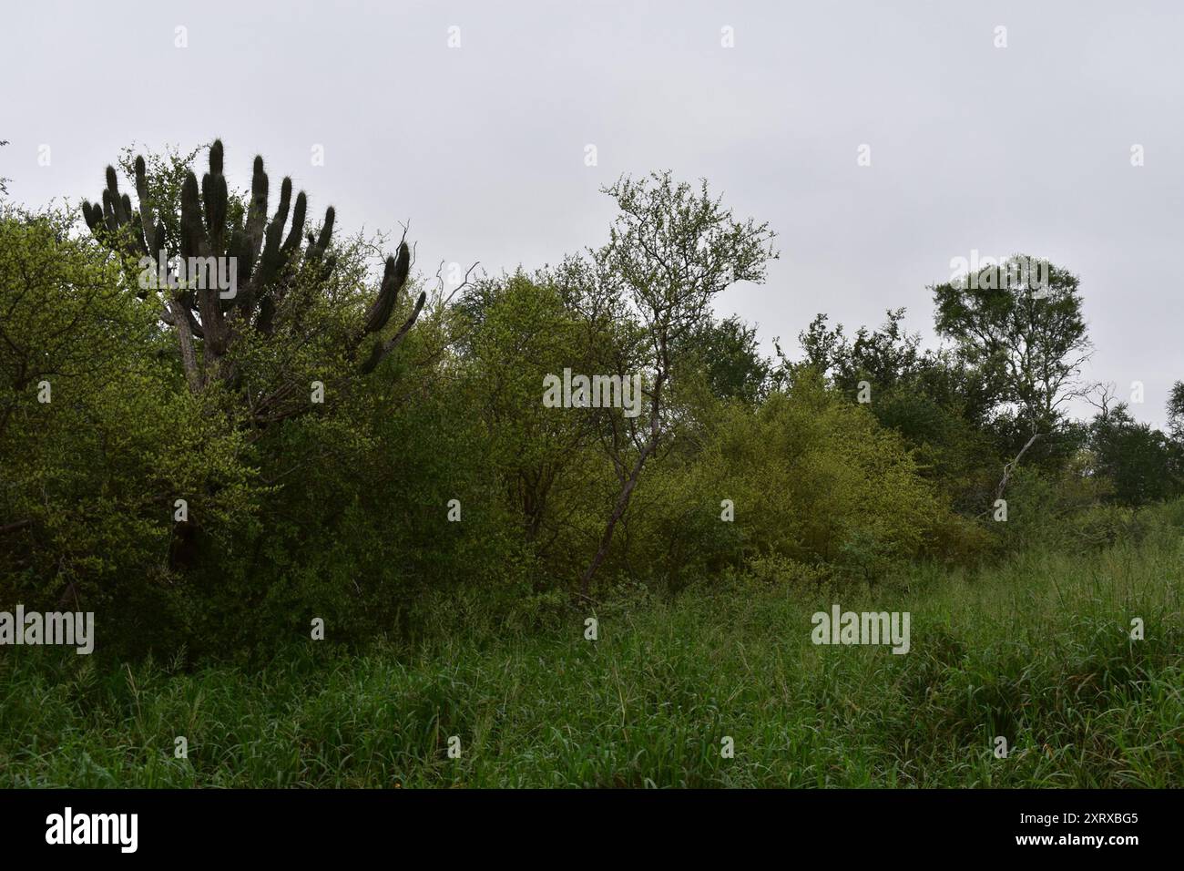 Toothpick Cactus (Stetsonia coryne) Plantae Stock Photo - Alamy