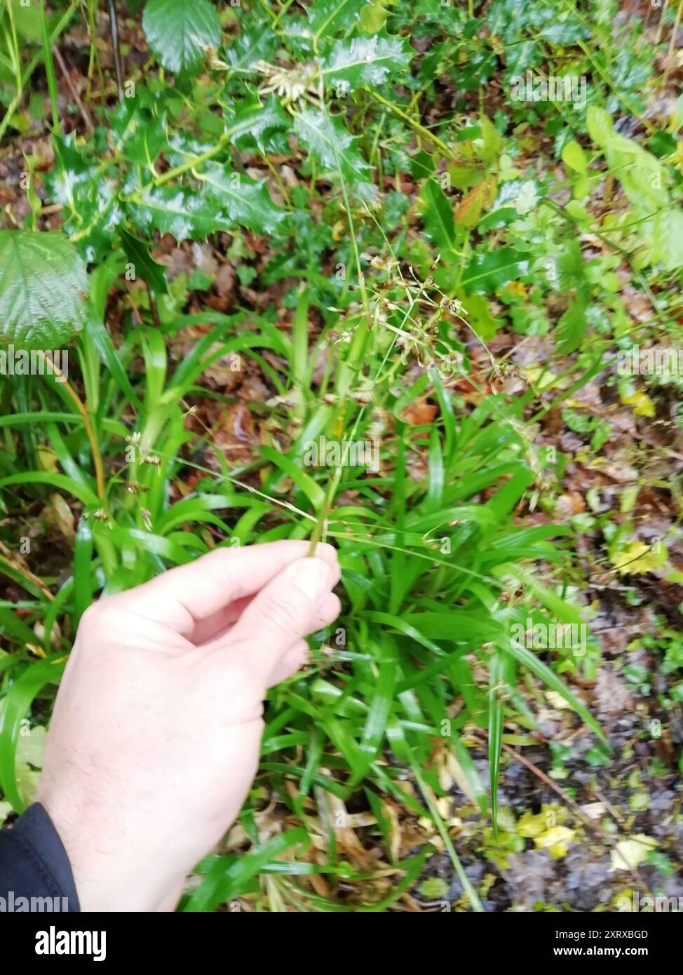 Great Woodrush (Luzula sylvatica) Plantae Stock Photo - Alamy