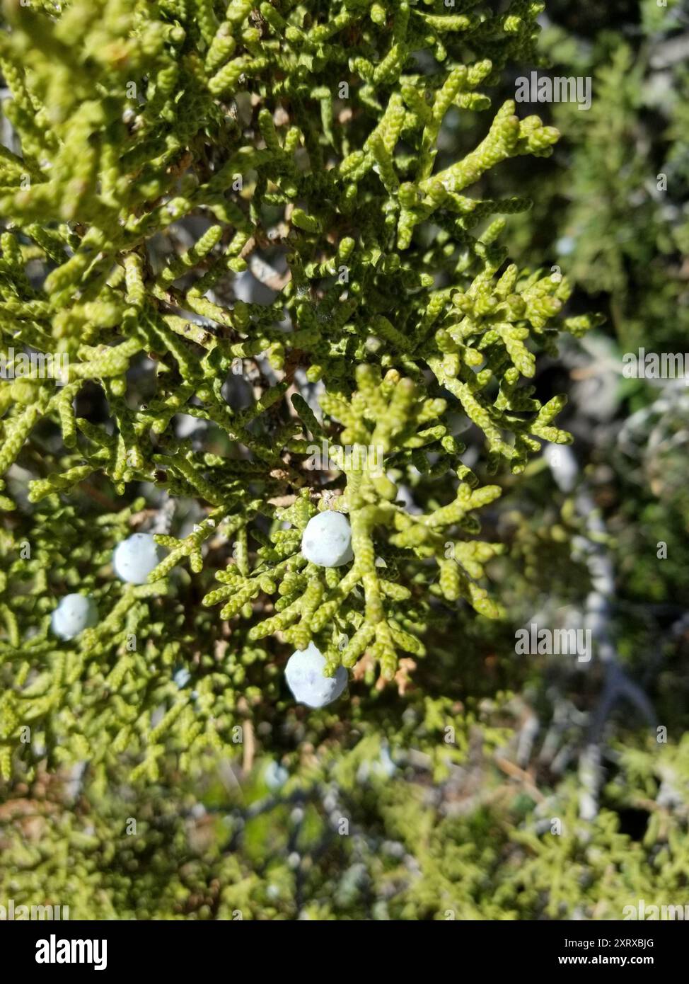 California juniper (Juniperus californica) Plantae Stock Photo - Alamy