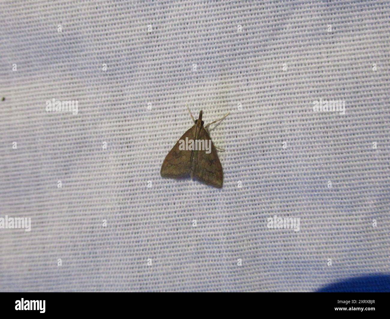 Celery Leaftier Moth (Udea rubigalis) Insecta Stock Photo - Alamy
