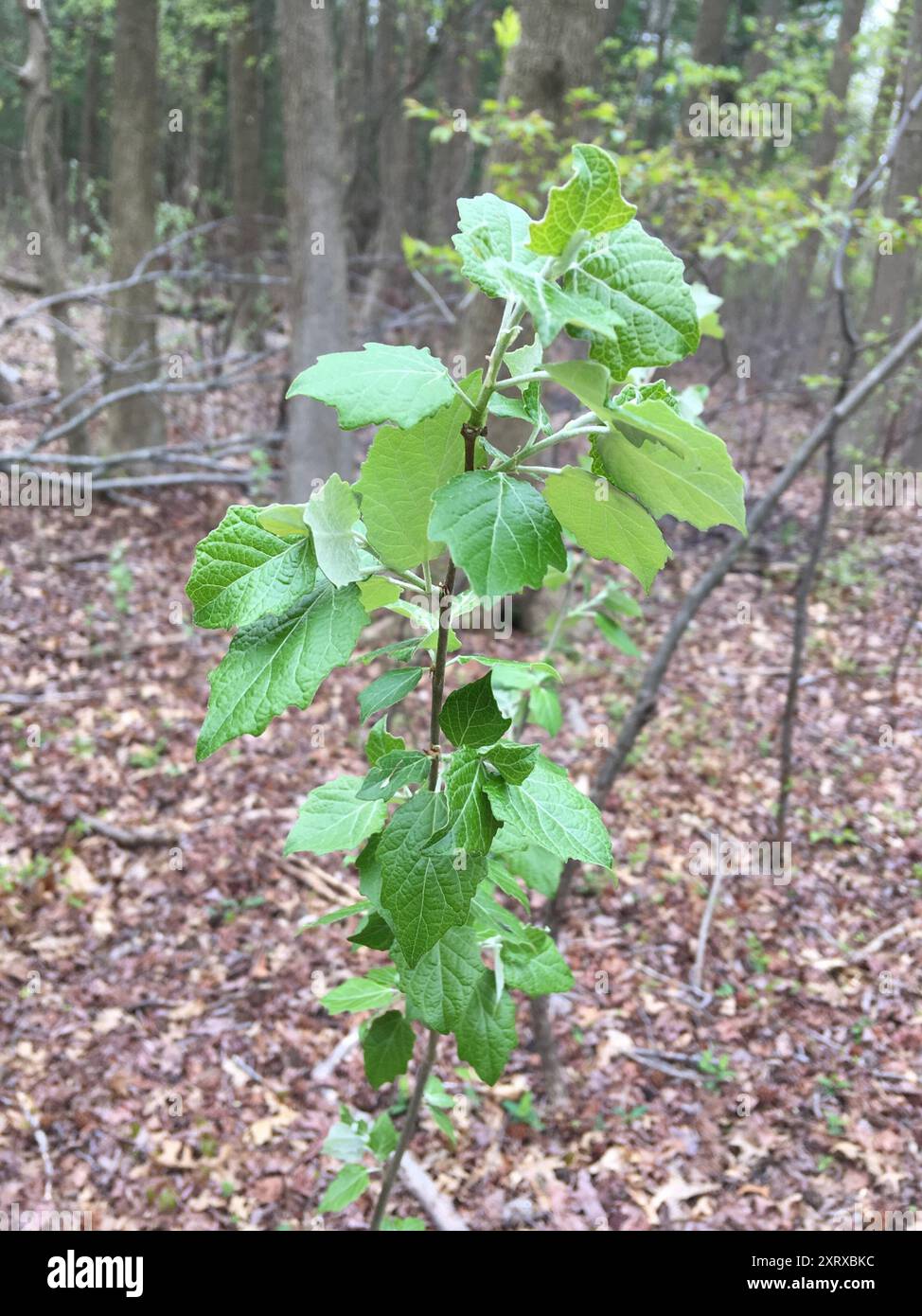 bigtooth aspen (Populus grandidentata) Plantae Stock Photo - Alamy