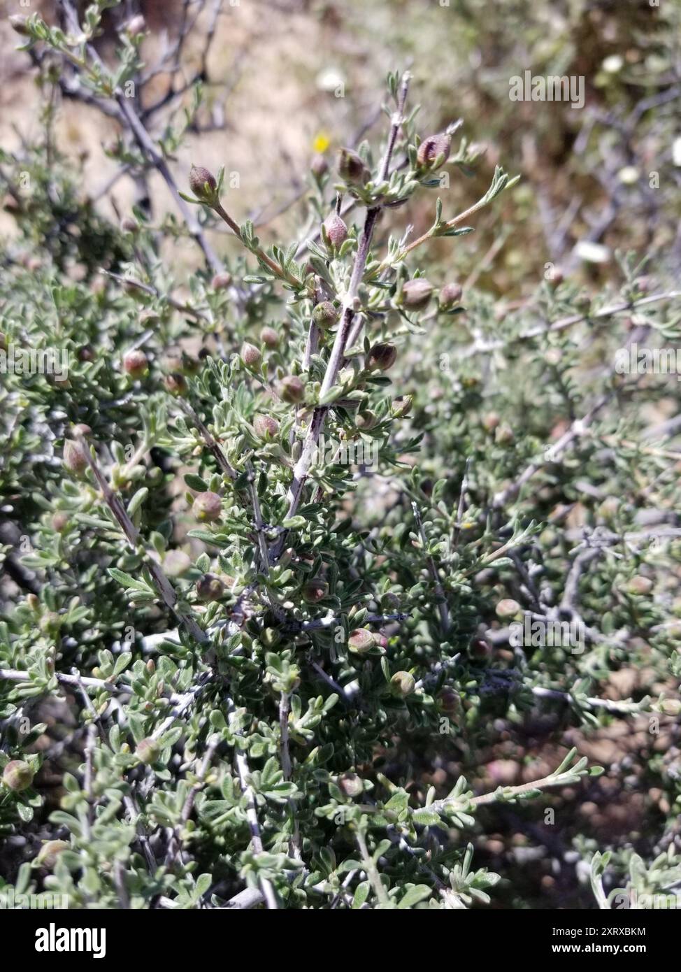 Blackbrush (Coleogyne ramosissima) Plantae Stock Photo - Alamy
