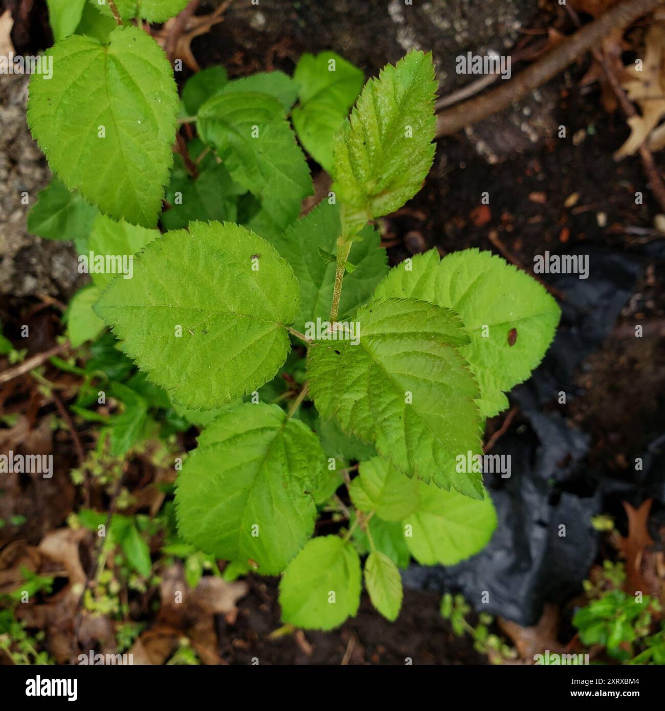 plants (Plantae) Plantae Stock Photo - Alamy
