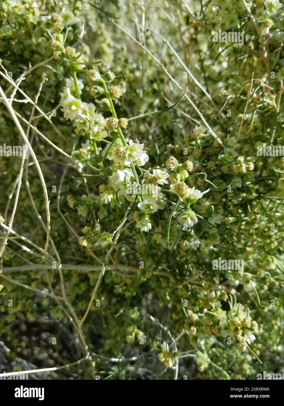 Cheesebush (Ambrosia salsola) Plantae Stock Photo - Alamy
