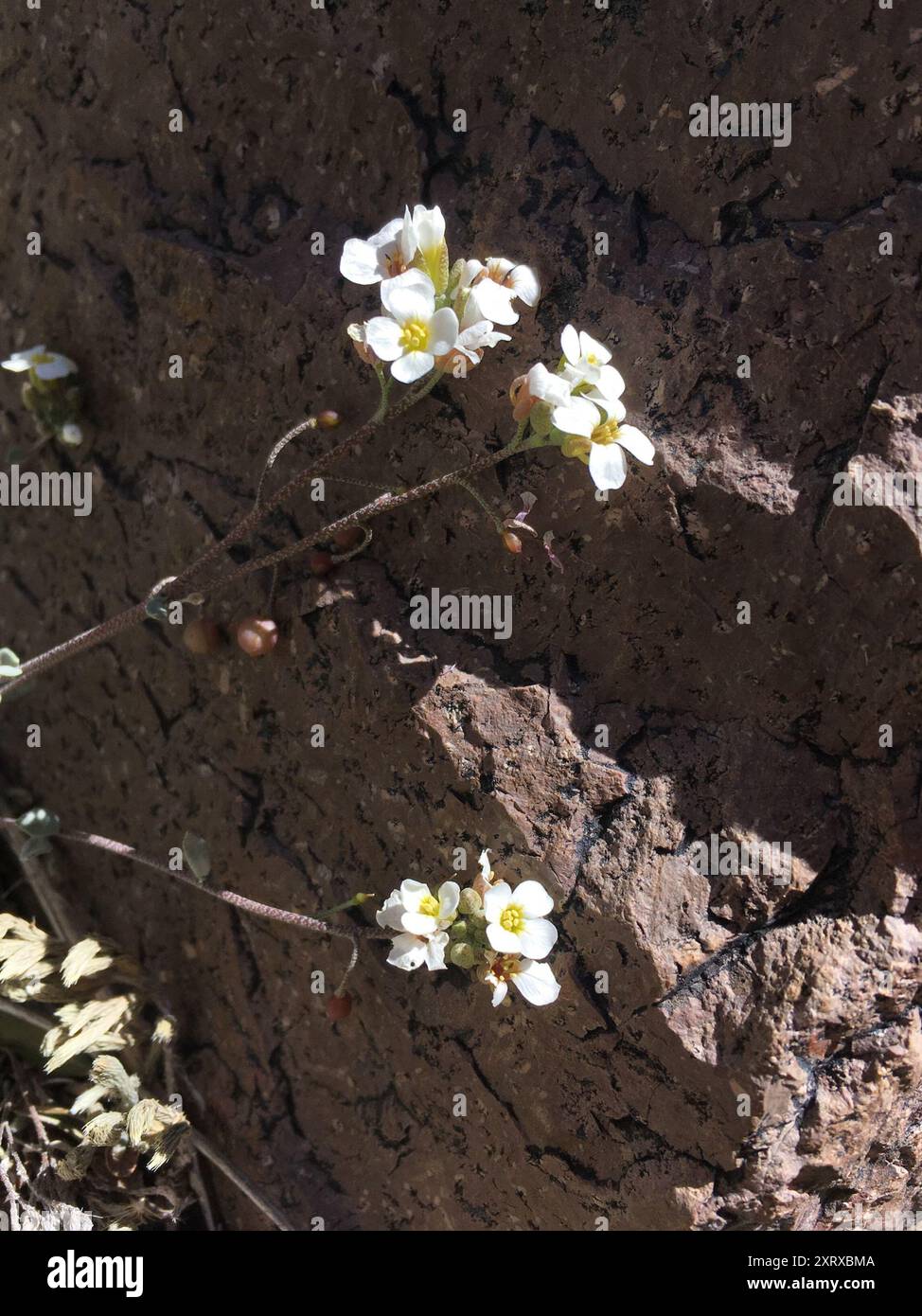 white bladderpod (Physaria purpurea) Plantae Stock Photo - Alamy