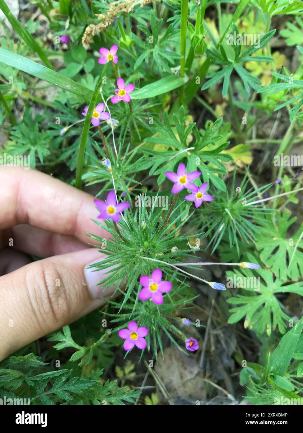 true babystars (Leptosiphon bicolor) Plantae Stock Photo - Alamy