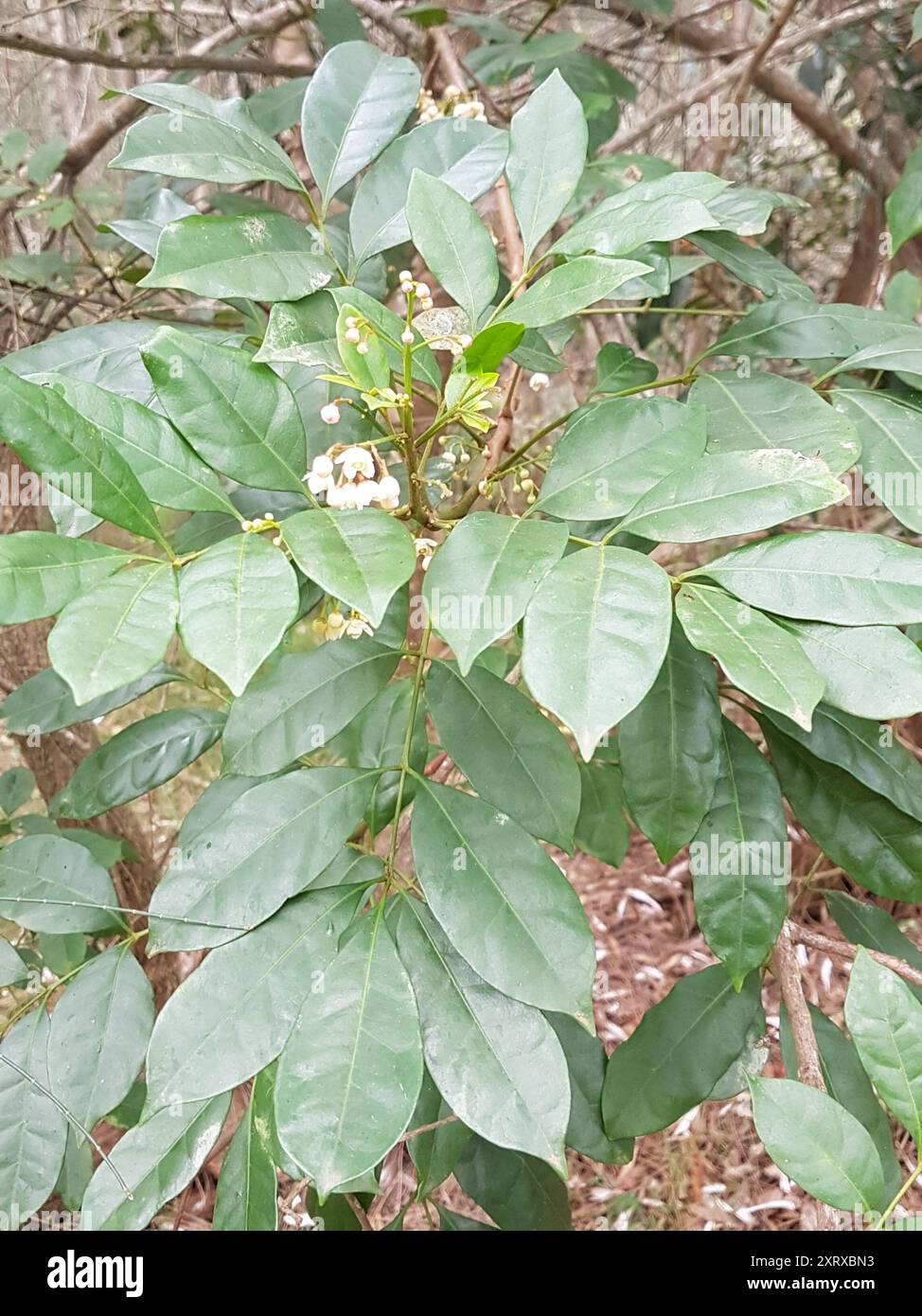 scentless rosewood (Synoum glandulosum) Plantae Stock Photo - Alamy