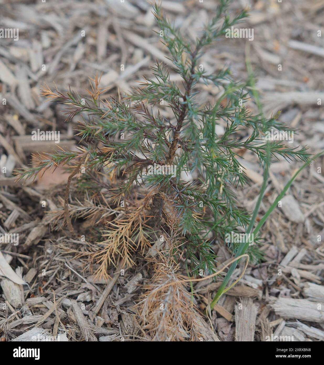 eastern redcedar (Juniperus virginiana) Plantae Stock Photo - Alamy