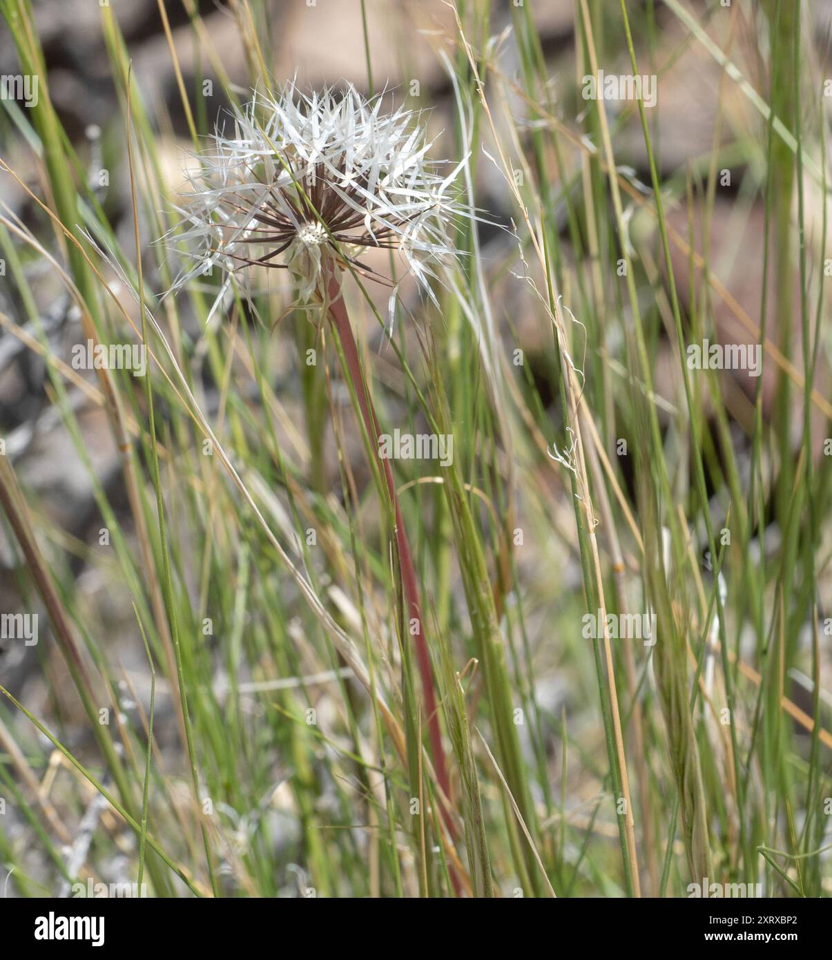 silverpuffs (Uropappus lindleyi) Plantae Stock Photo - Alamy