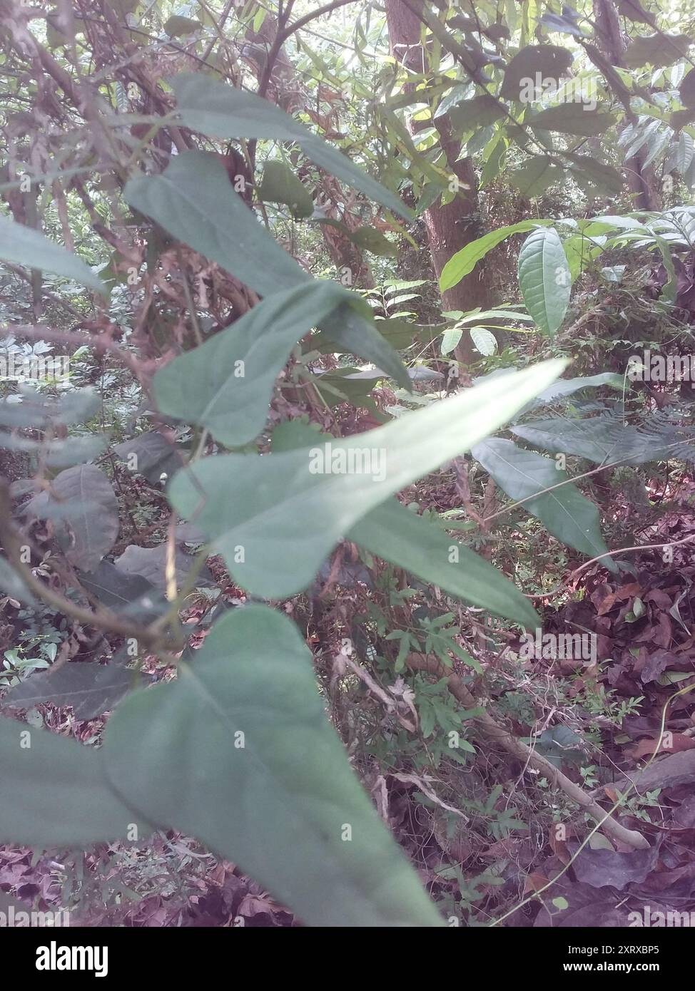 skunk vine (Paederia foetida) Plantae Stock Photo - Alamy