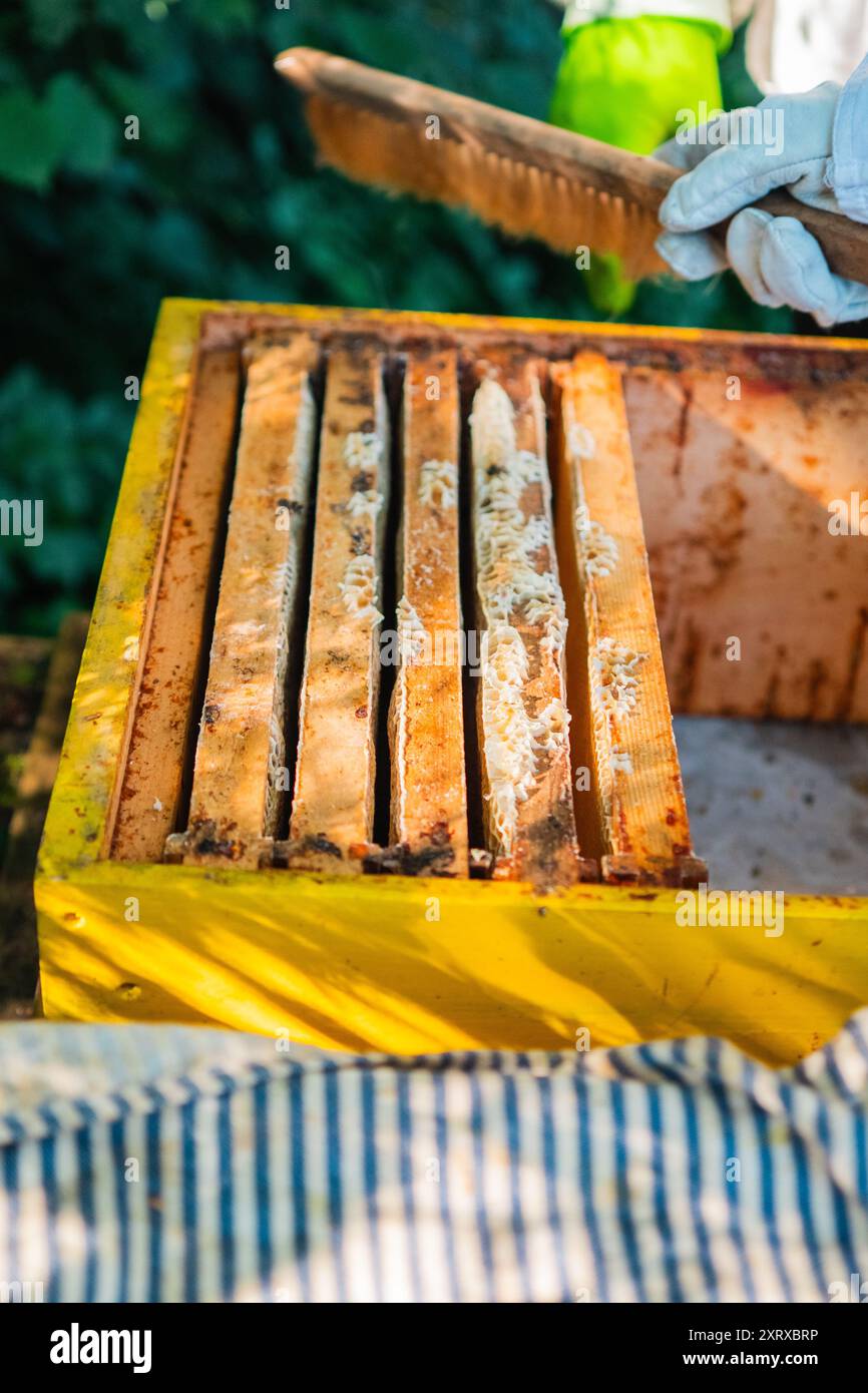 Wooden Frames of the Beehives of a Bee Colony Hanging in a Row Stock ...