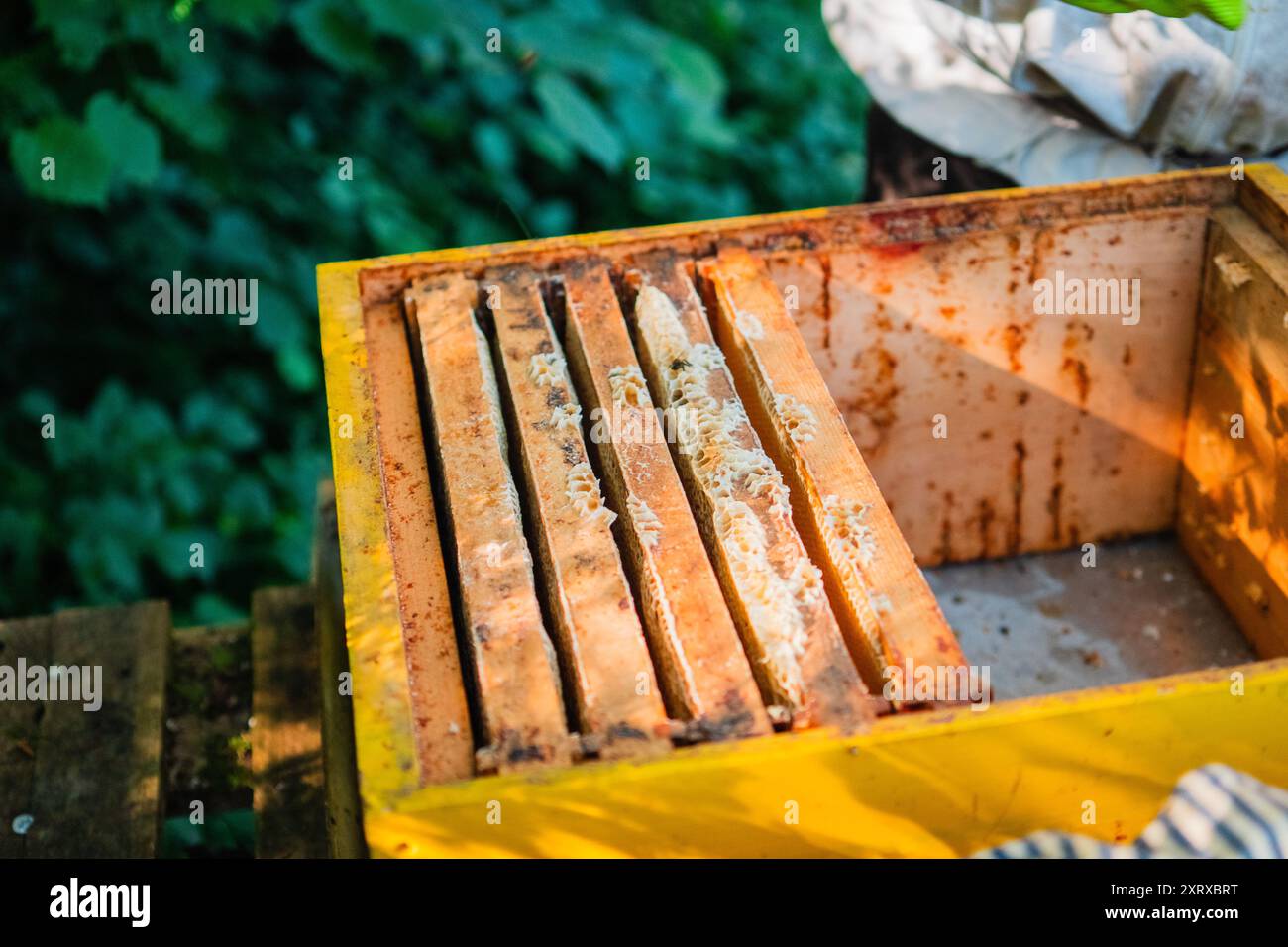 Wooden Frames of the Beehives of a Bee Colony Hanging in a Row for ...