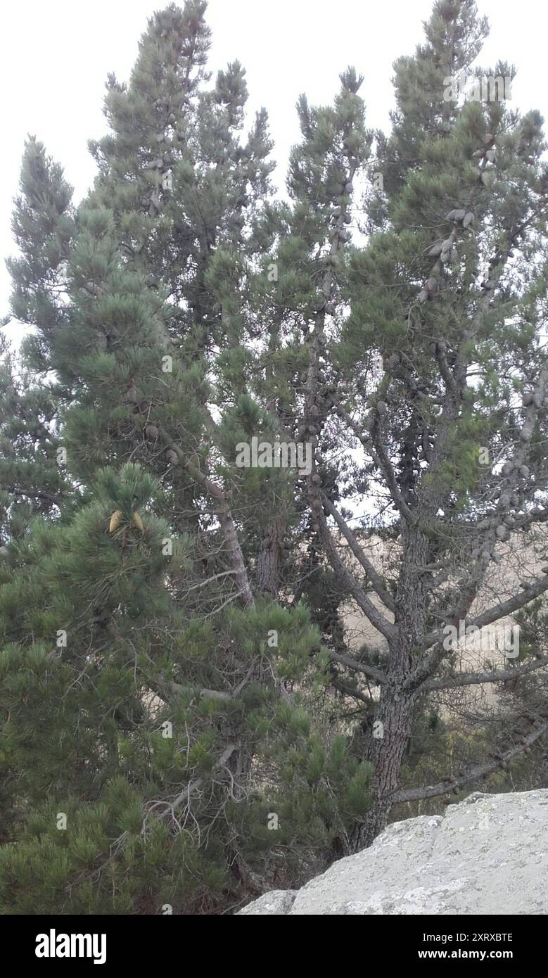 Monterey pine (Pinus radiata) Plantae Stock Photo - Alamy