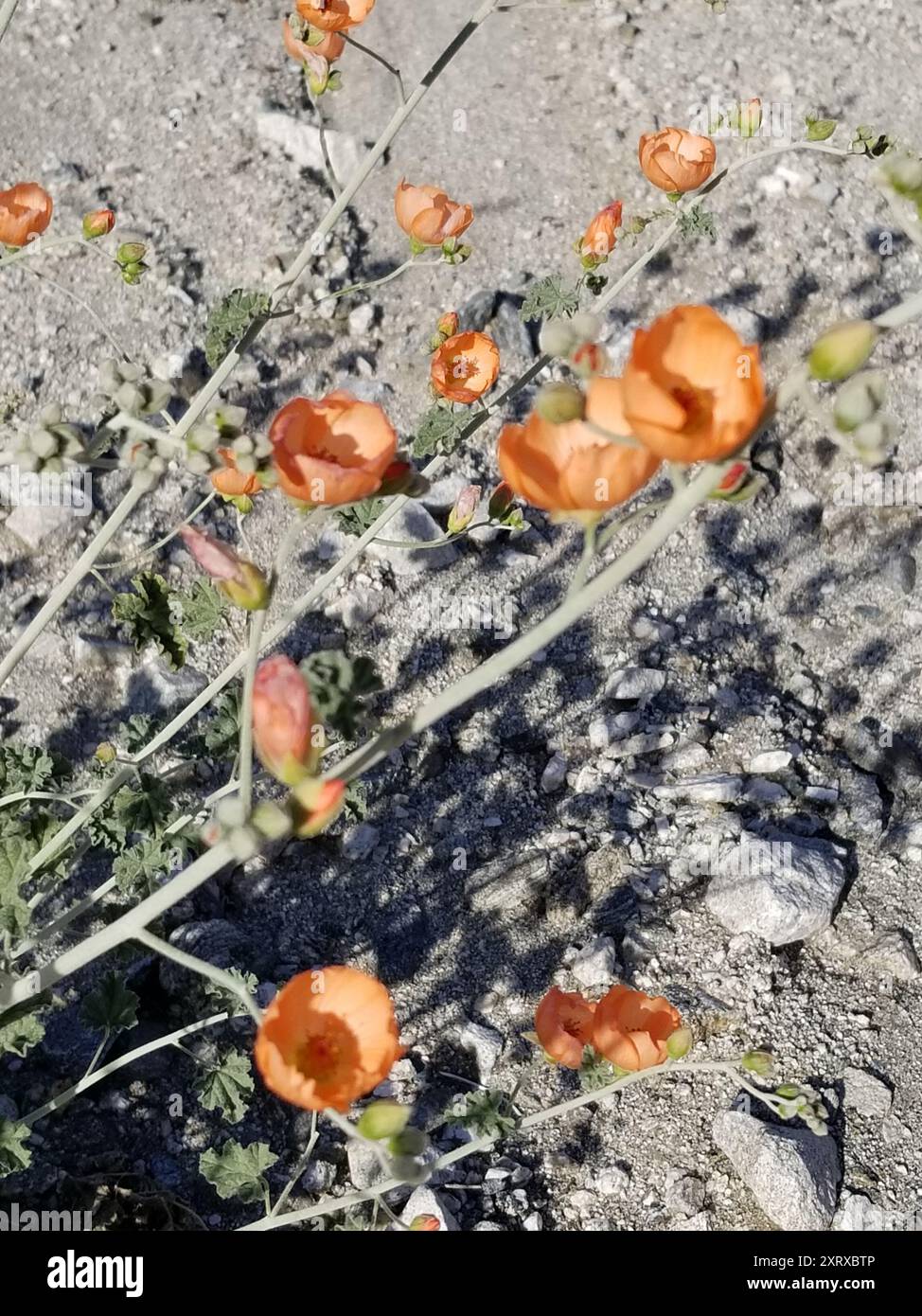 apricot mallow (Sphaeralcea ambigua) Plantae Stock Photo - Alamy