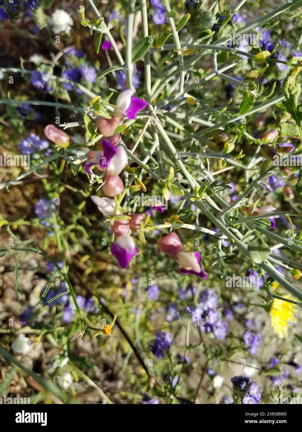 Paperbag Bush (Scutellaria mexicana) Plantae Stock Photo - Alamy