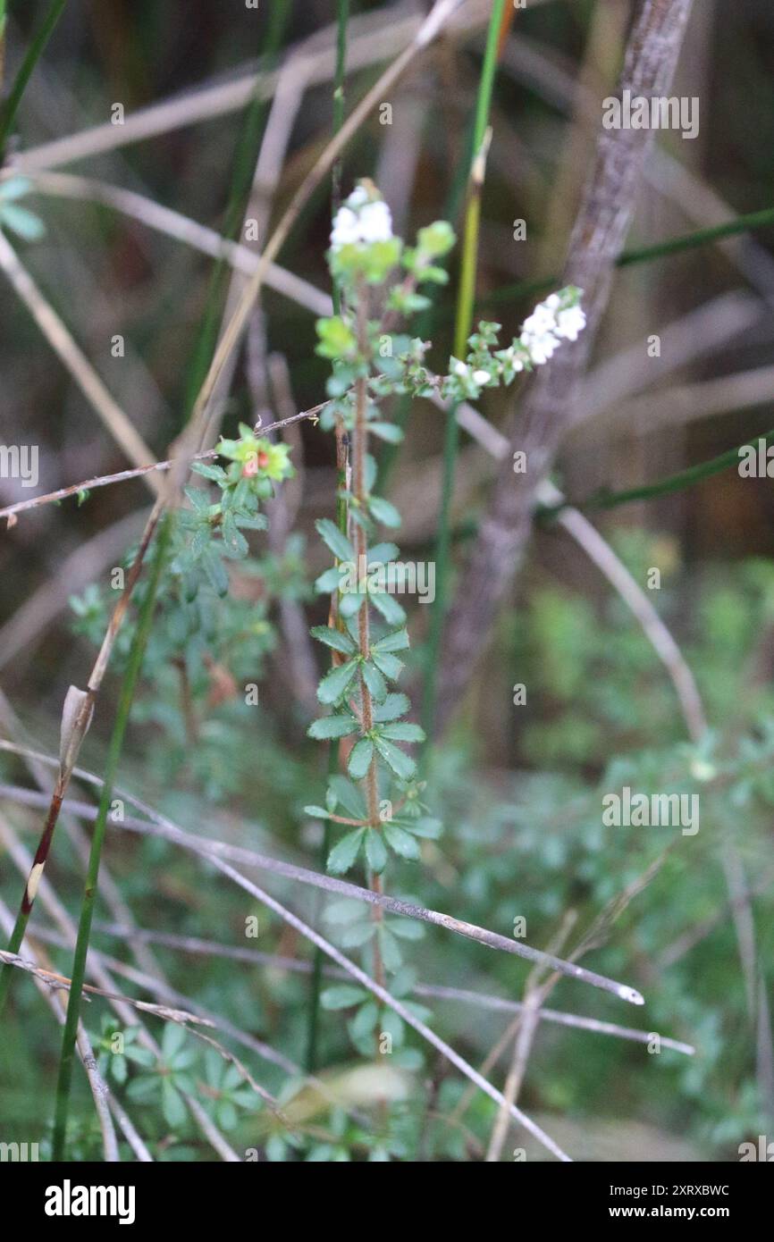 River Rose (Bauera rubioides) Plantae Stock Photo - Alamy
