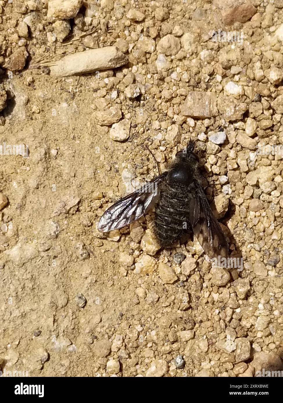 Cone-snout Bee Fly (Conophorus fenestratus) Insecta Stock Photo - Alamy